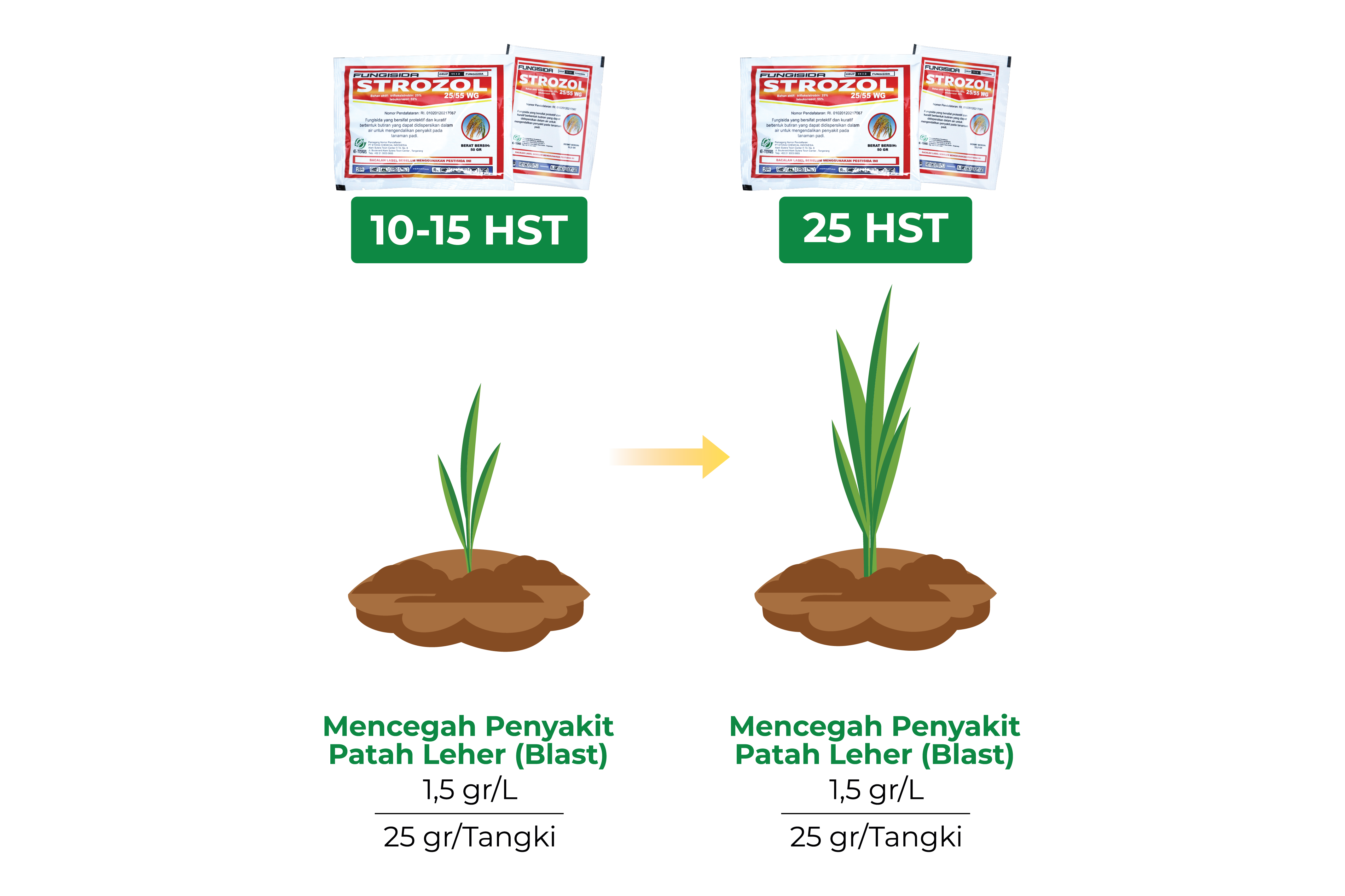 Pengendalian Penyakit Blast pada Tanaman Padi – PT ETONG CHEMICAL INDONESIA